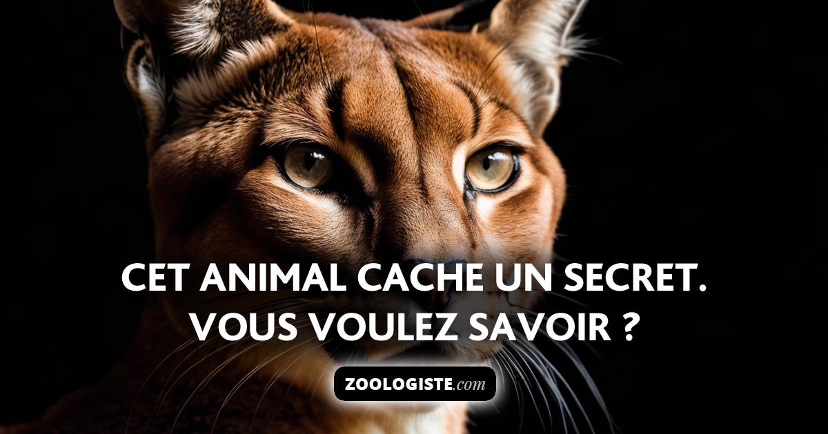 Caracal | Zoologiste.com