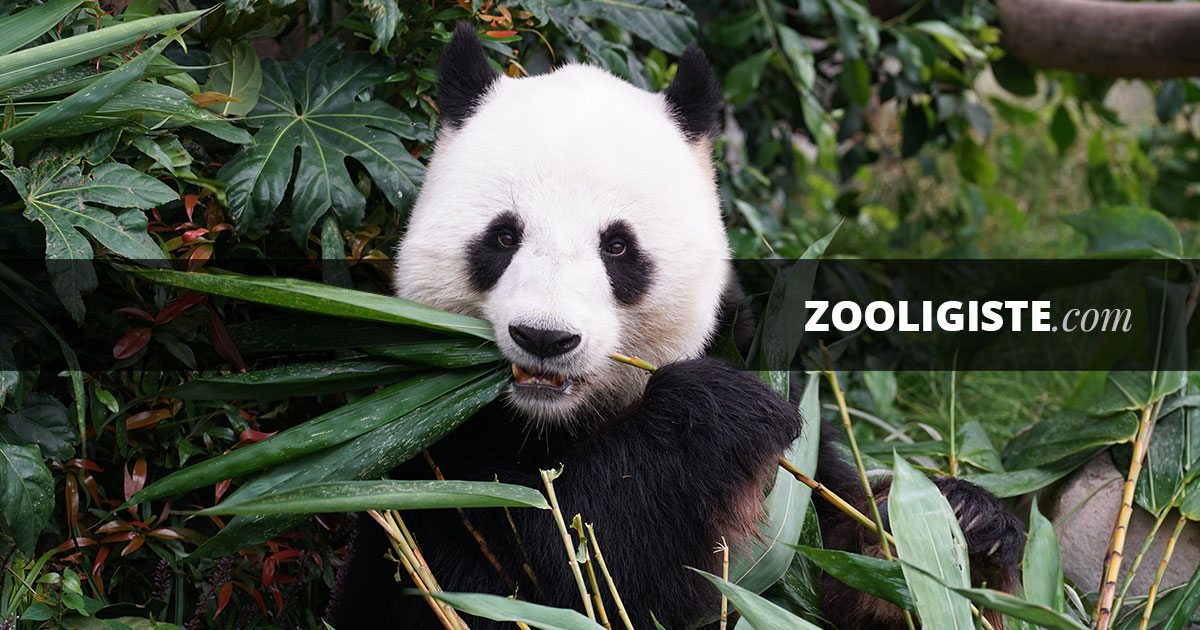 Daim | Zoologiste.com